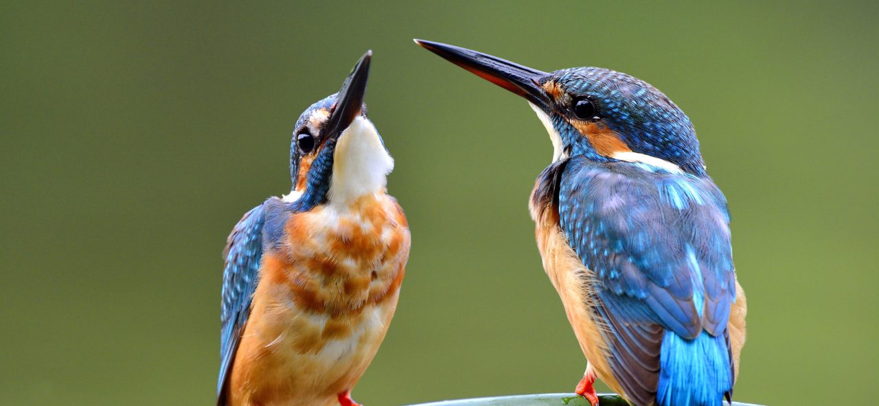 カワセミデザイン舎 | 『できる？』から『できた！』へ