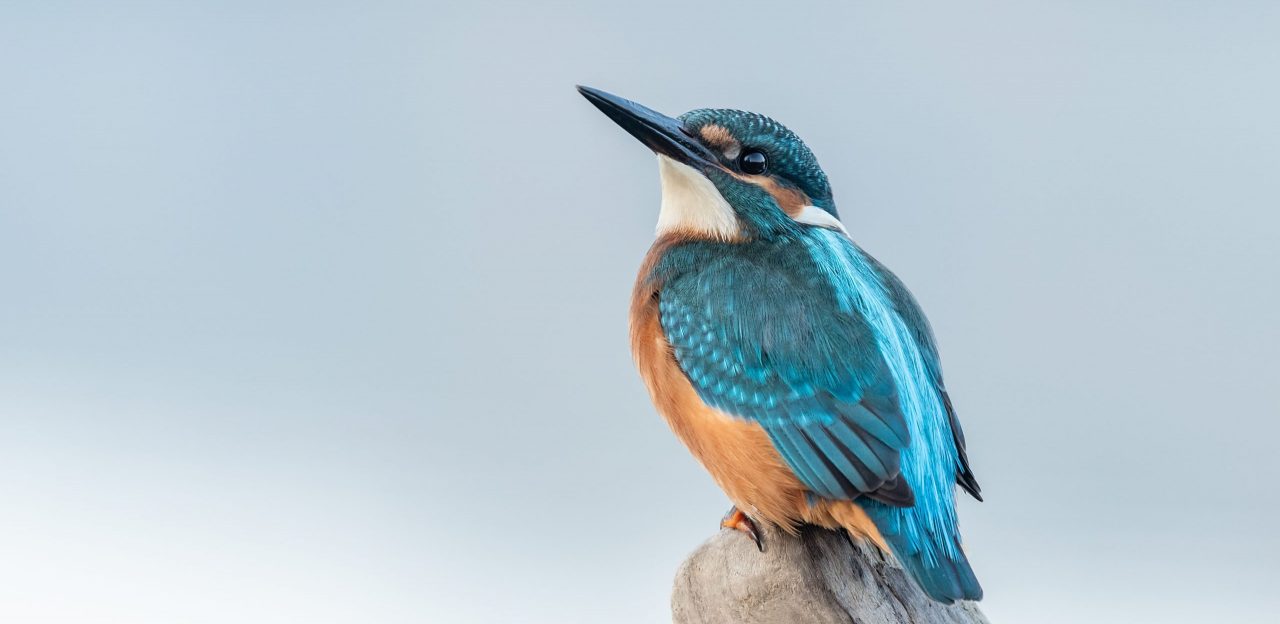 カワセミデザイン舎 | 『できる？』から『できた！』へ